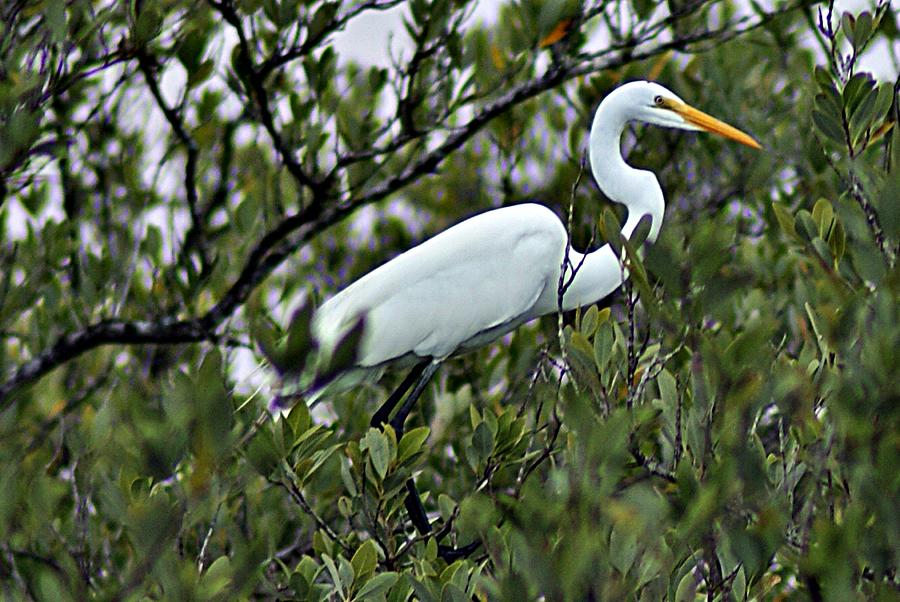 Great Egret 2 Photograph by Joe Faherty - Fine Art America
