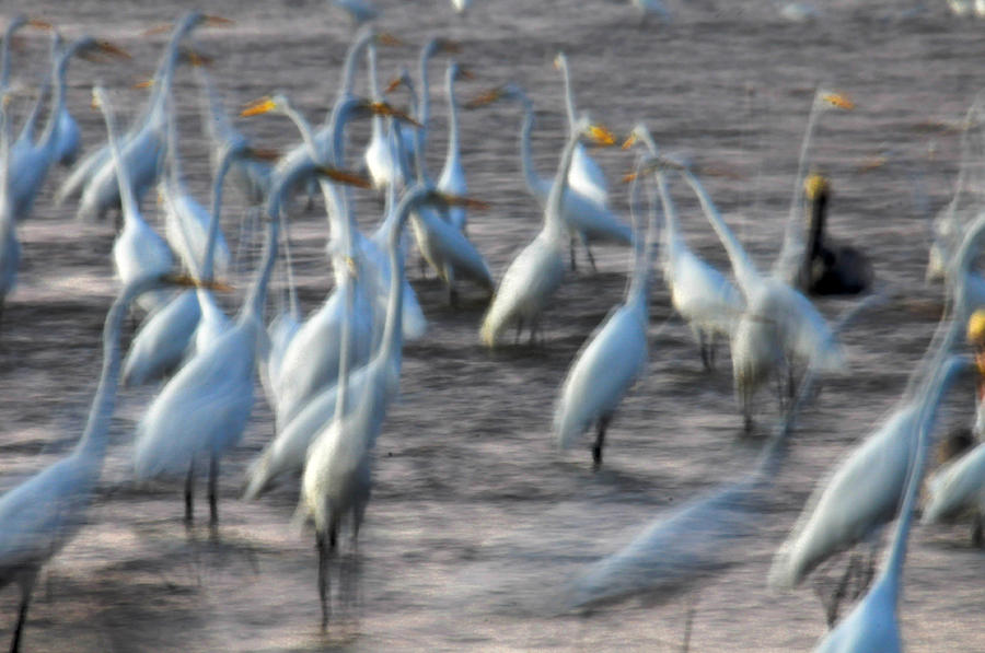 Great Egrets Stalking for Food Photograph by Alwin Van der Heiden ...
