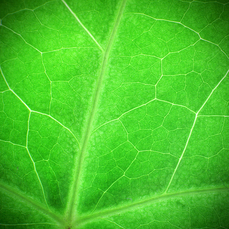 Green Leaf Photograph by Barnaby Chambers - Fine Art America