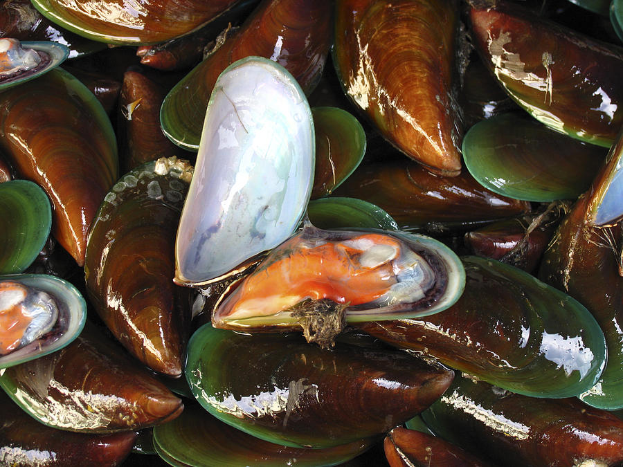 Green-lipped Mussels Photograph by Bjorn Svensson - Fine Art America
