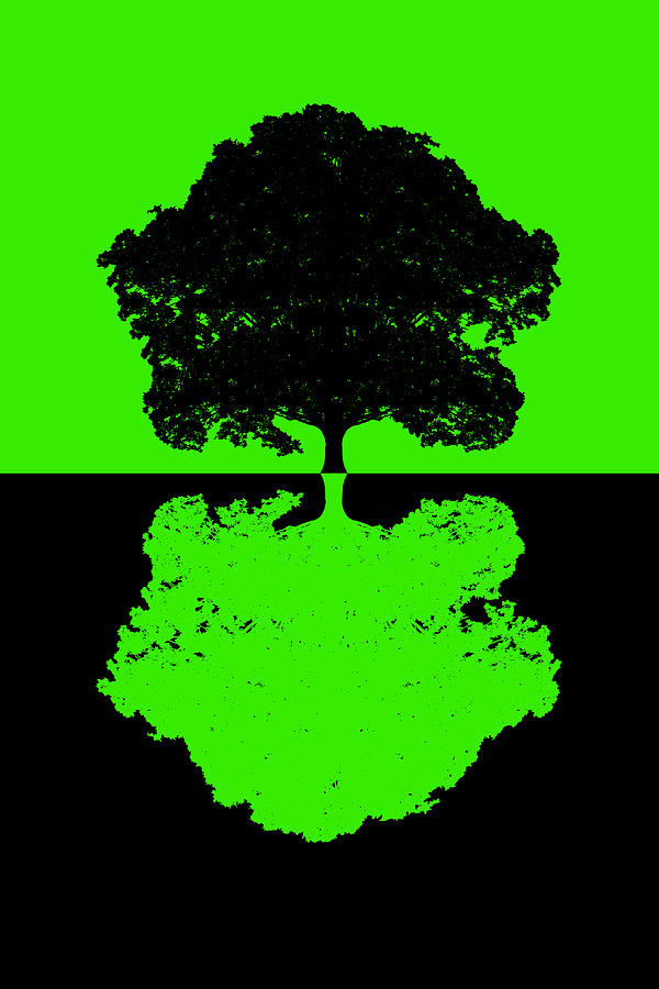 Green Mirror Tree Photograph by David Paul Murray - Pixels