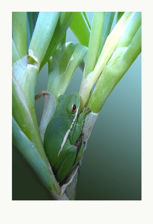 Green Onion Frog Photograph by Amy Boyett - Fine Art America
