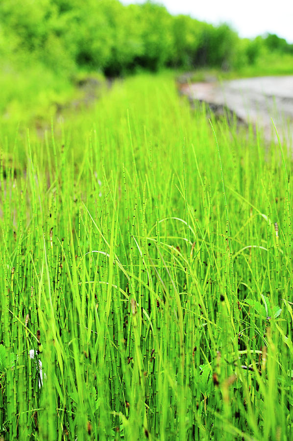 Green Path Photograph by Dendra Chavez - Fine Art America