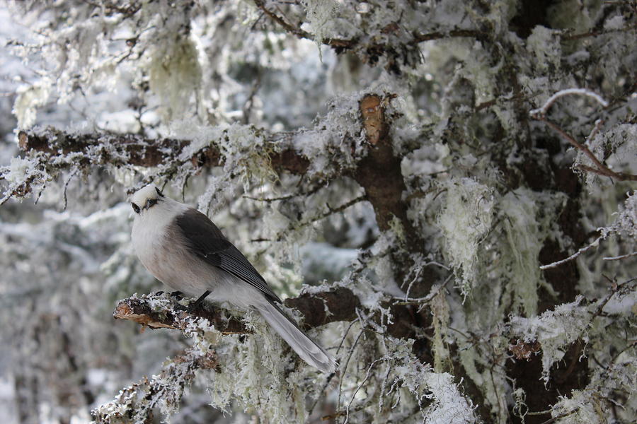 Grey Jay Photograph by Thomas Allison - Pixels