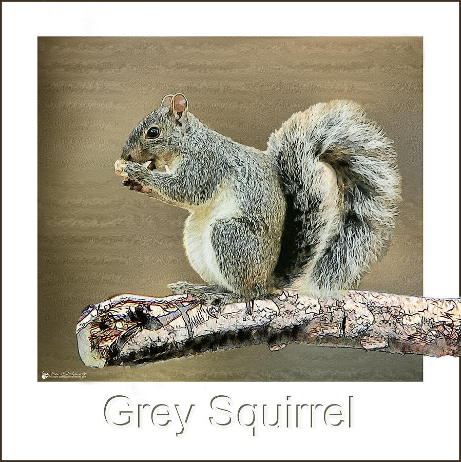 Grey Squirrel Painting by Tom Schmidt - Fine Art America