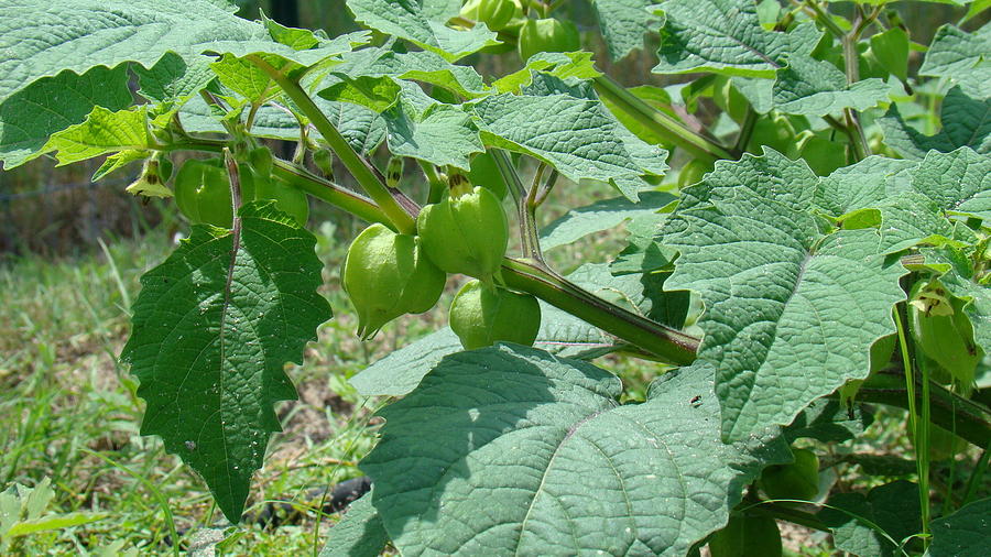 Ground Cherry Photograph by Michael MacGregor