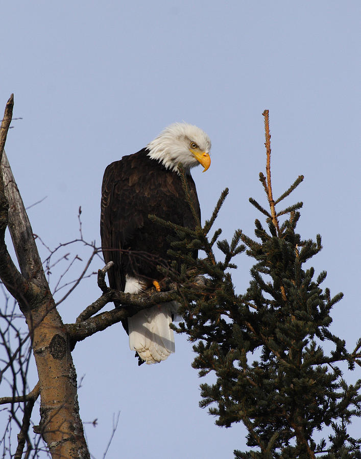 Grumpy Photograph by Doug Lloyd - Fine Art America