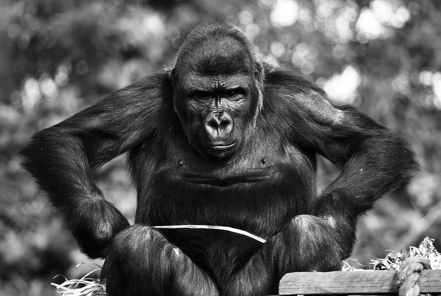 Grumpy Gorilla Photograph by Mark Eastment