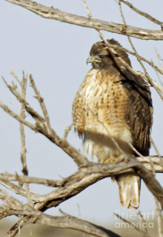 Grumpy Hawk Photograph by Shawn Naranjo - Fine Art America