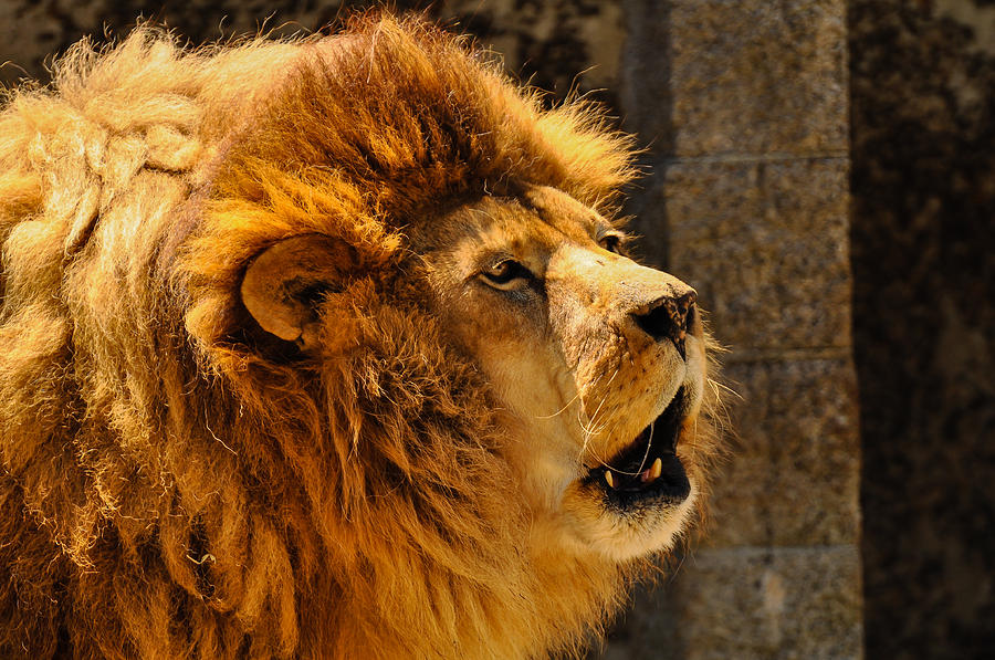 Grumpy Lion Cute