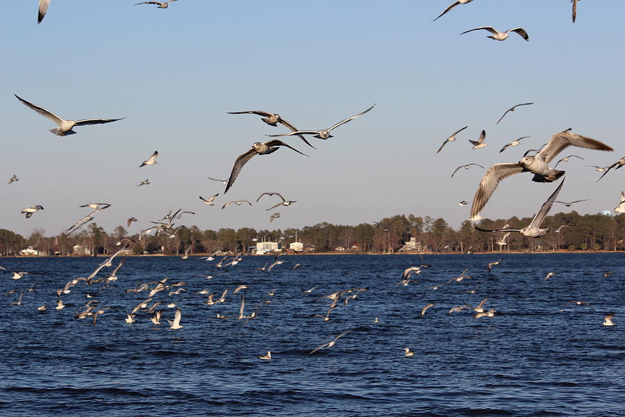 Gull Attack Photograph by Terry Malpass - Fine Art America