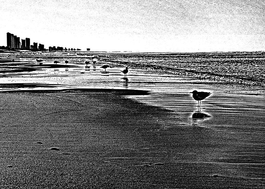 Gulls view Photograph by Michael Barbee - Fine Art America
