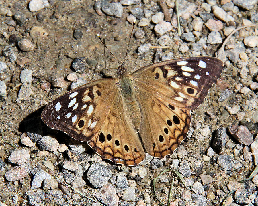 Hackberry Emperor Photograph by Doris Potter - Fine Art America