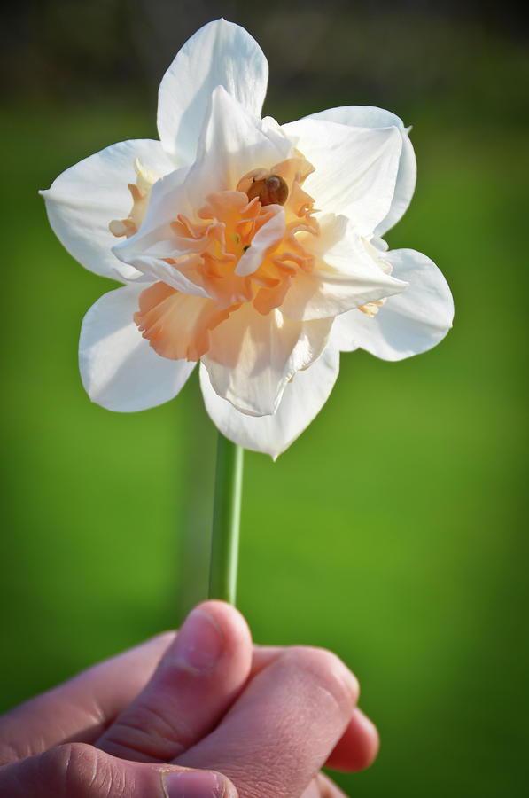 Hand Picked Photograph by Aurel Marks - Pixels