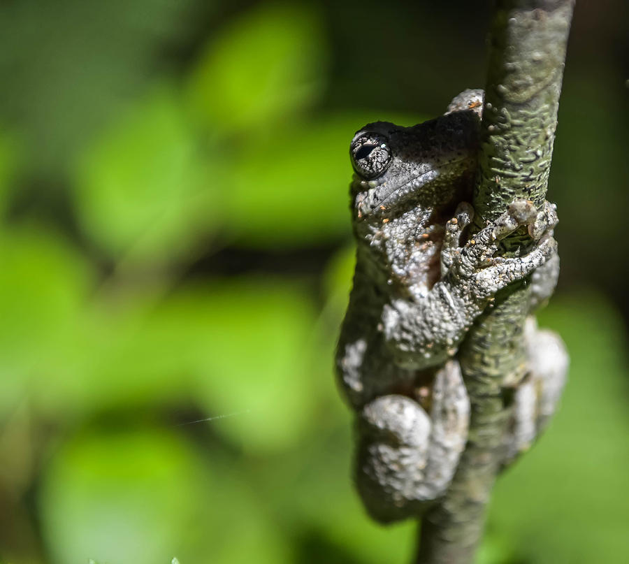 Hanging around Photograph by Brian Stevens - Fine Art America