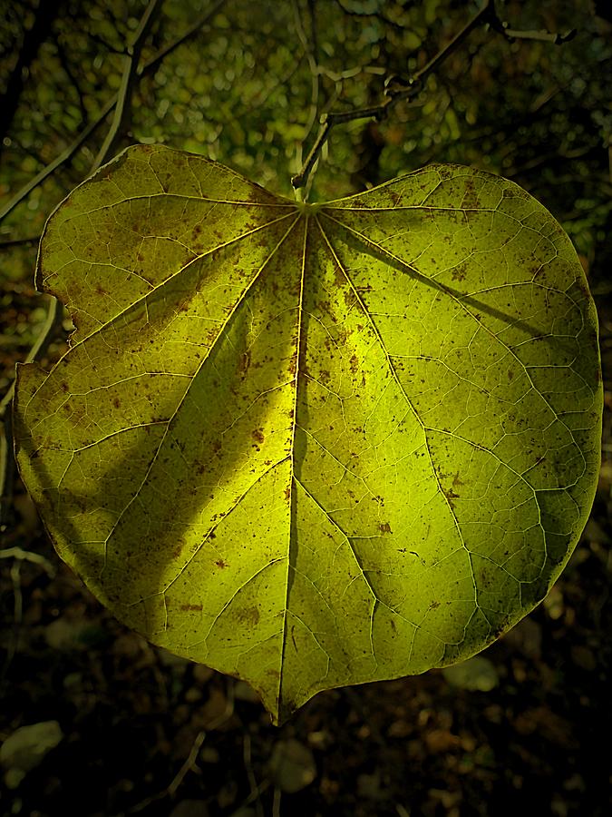 Hanging Green Leaf Photograph by Beth Akerman - Fine Art America
