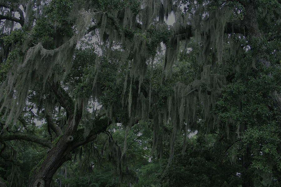 Hanging tree moss Photograph by Traci Eagle - Pixels