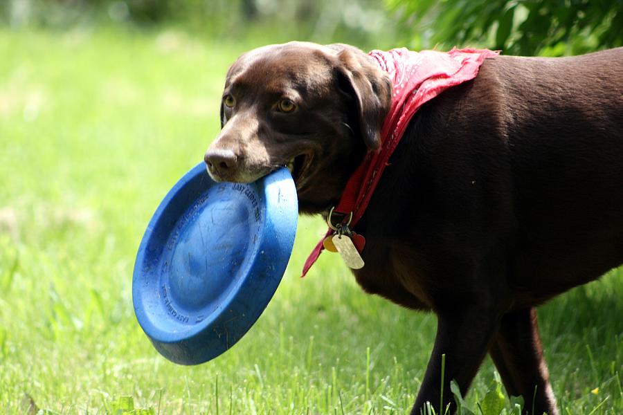 Happy Lab Photograph by Christopher Hignite | Pixels