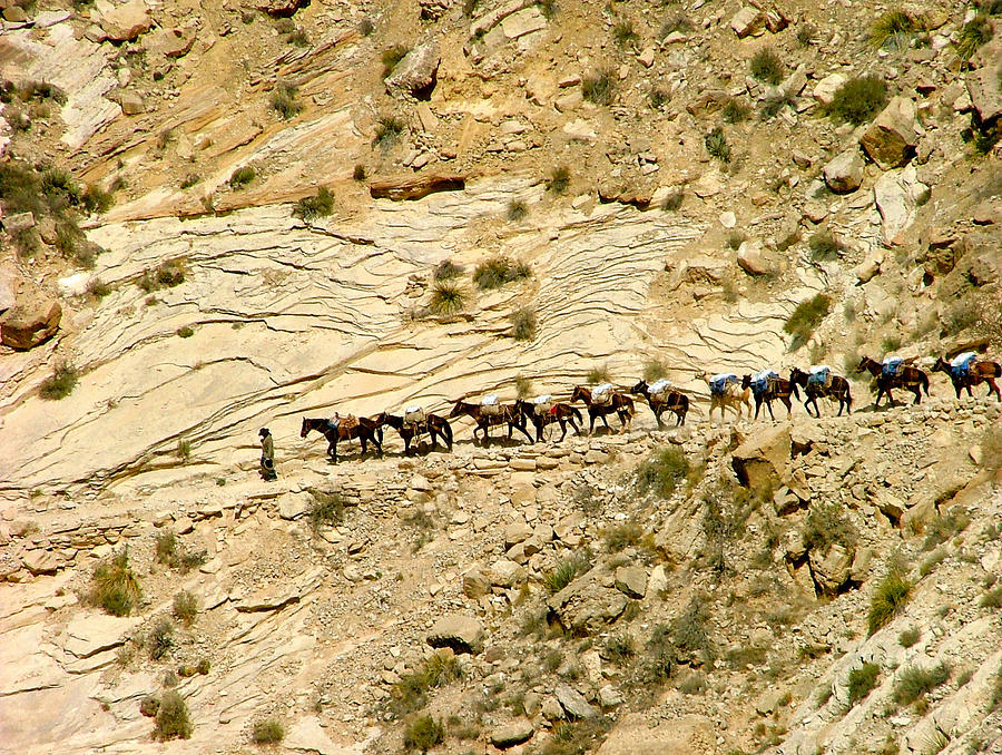 Havasupai Pack Train Photograph by Brent Sisson - Fine Art America