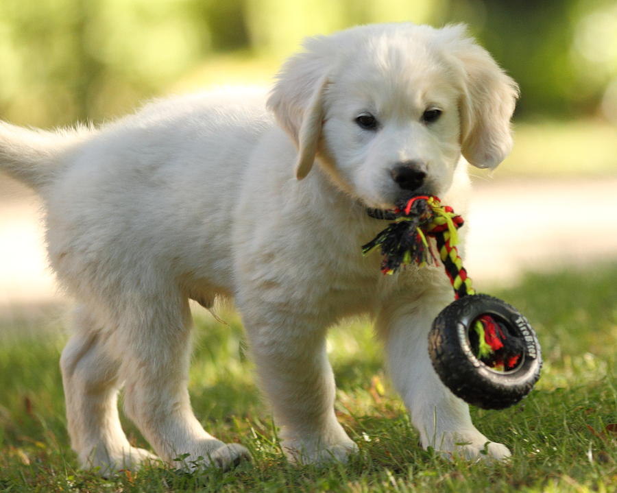 Havin Fun Photograph by Coby Cooper - Fine Art America