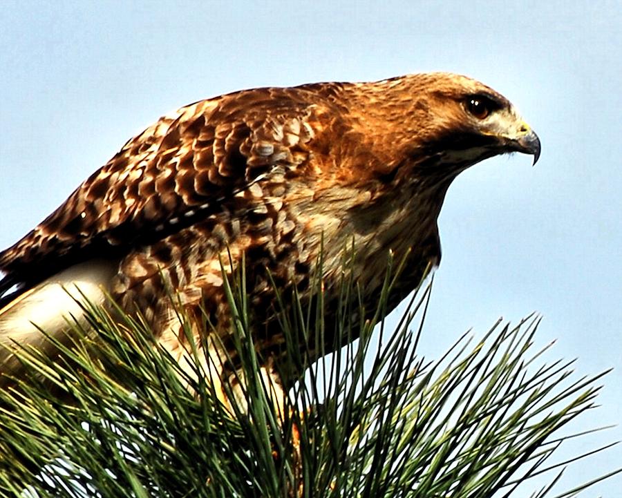 Hawk Close-up Digital Art by Don Mann - Fine Art America