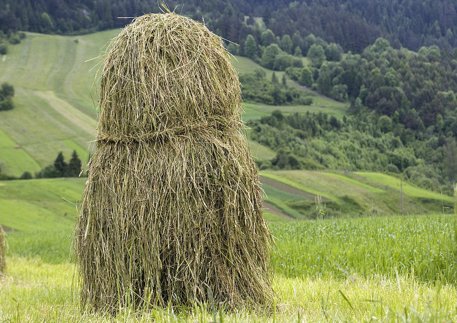 Hay Stack by Science Photo Library