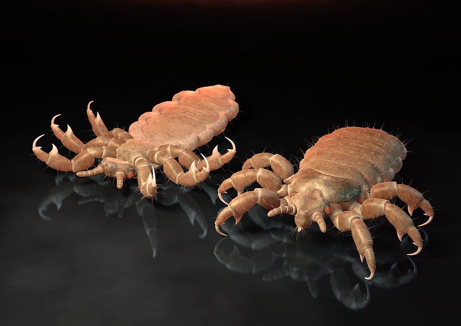 Head Lice, Artwork by Science Photo Library