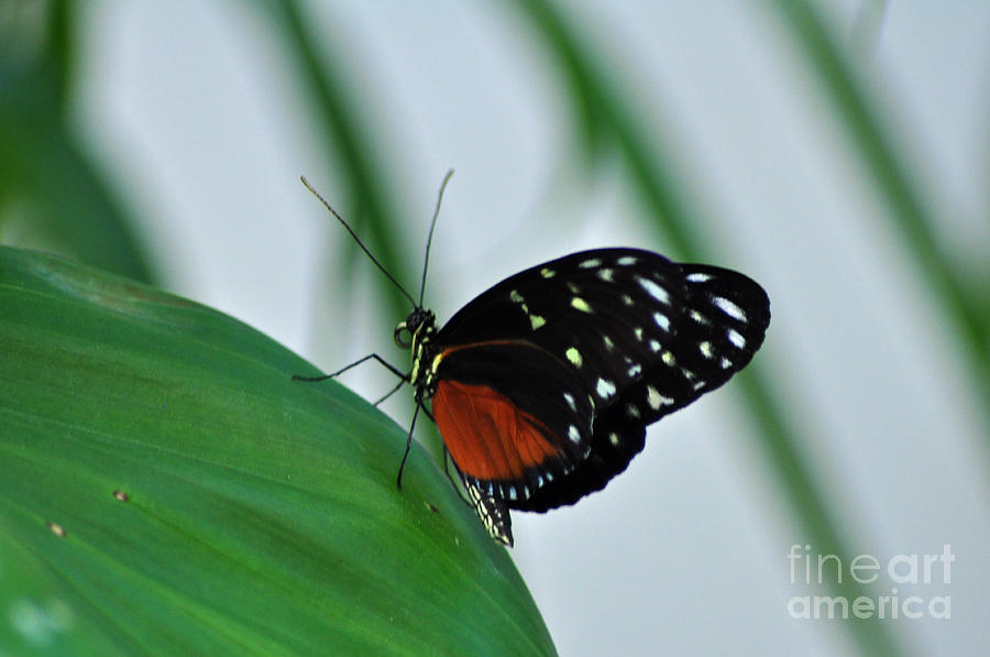 Hecale Longwing Wings Folded Photograph by Ginger Harris - Fine Art America