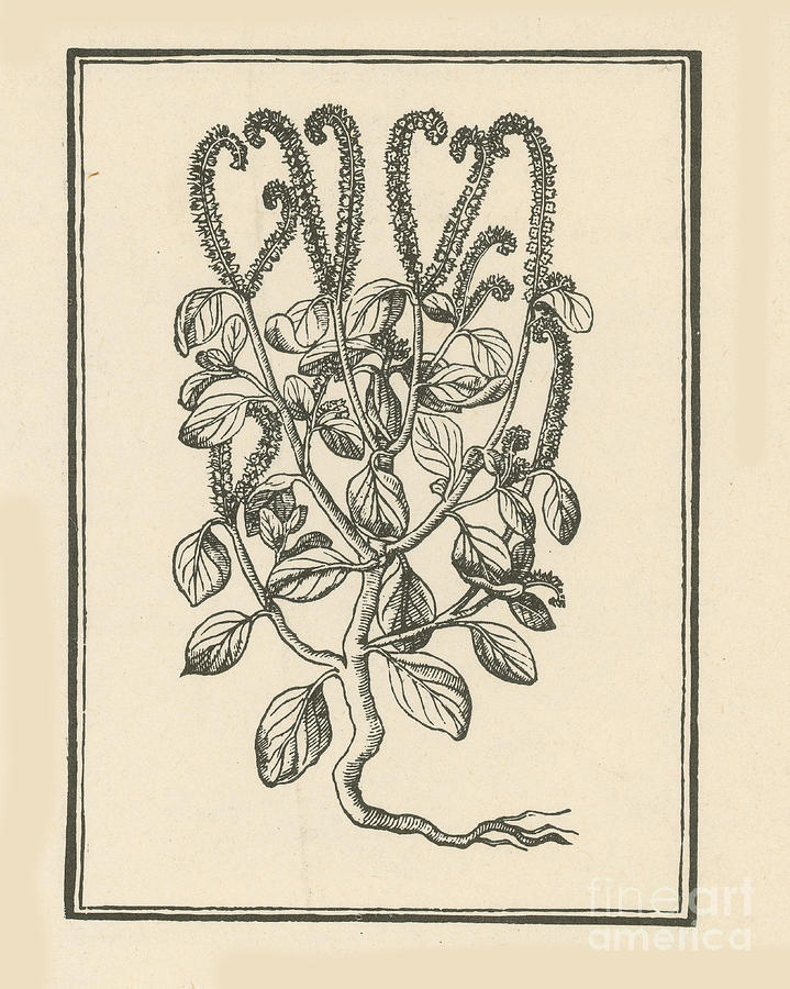 Heliotrop Photograph by Science Source | Fine Art America