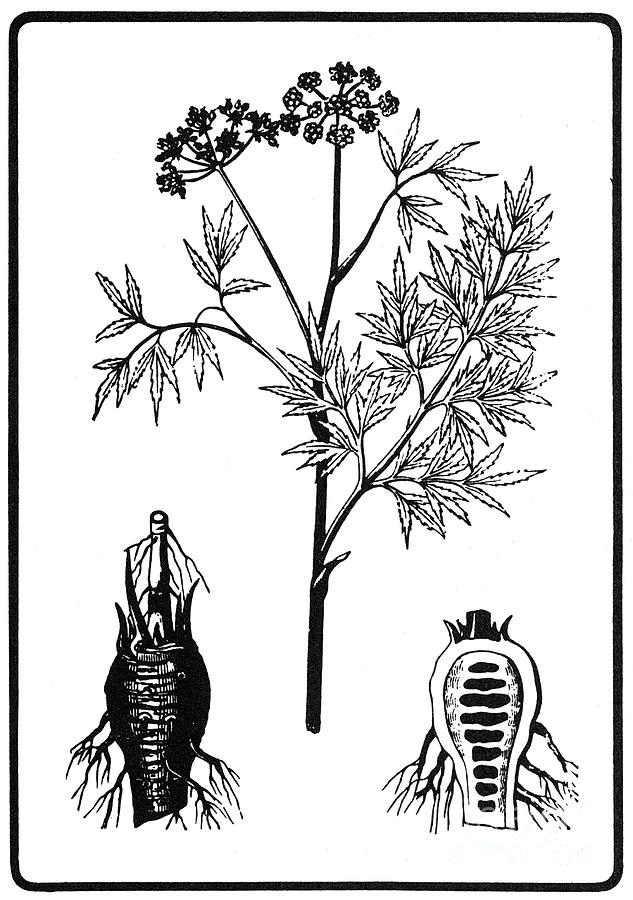 Hemlock Photograph by Granger - Fine Art America