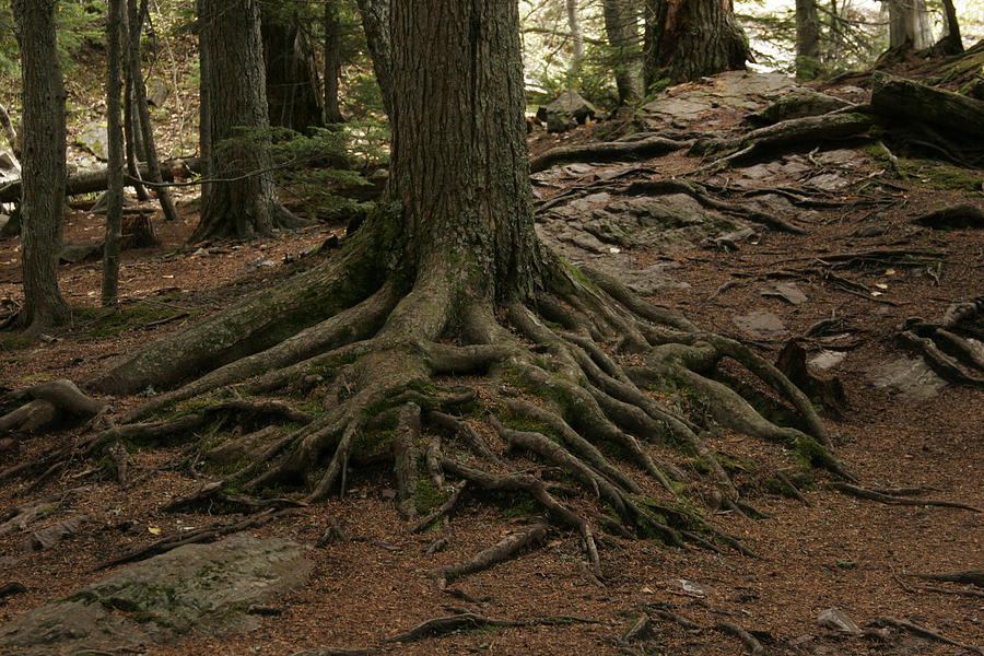 Hemlock Roots Photograph By Michael Elam
