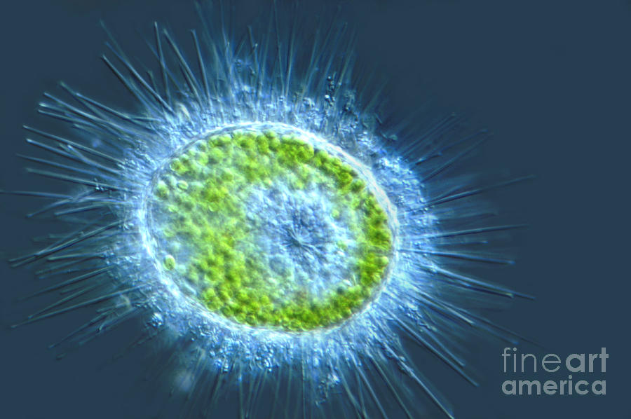 Heterophrys And Zoochlorella Photograph by M. I. Walker