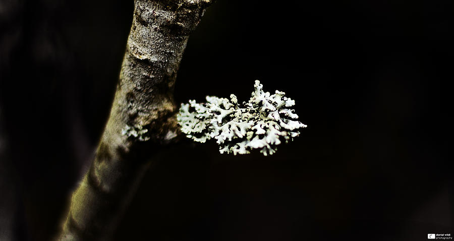 Hidden Gem Photograph by Daniel Wildi - Fine Art America