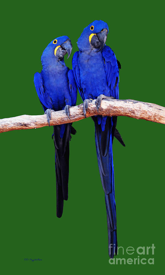 Hold That Pose Photograph by DiDi Higginbotham | Fine Art America