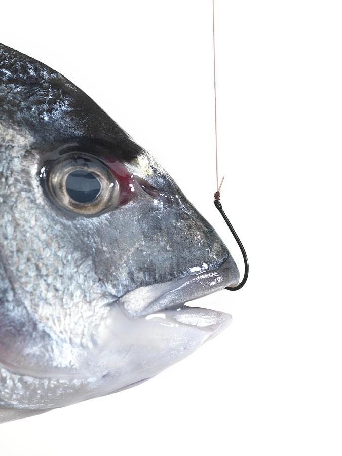 Hooked Fish by Science Photo Library