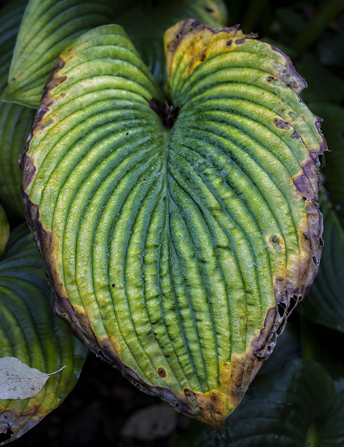 Hosta Early Fall Photograph by Robert Ullmann - Pixels