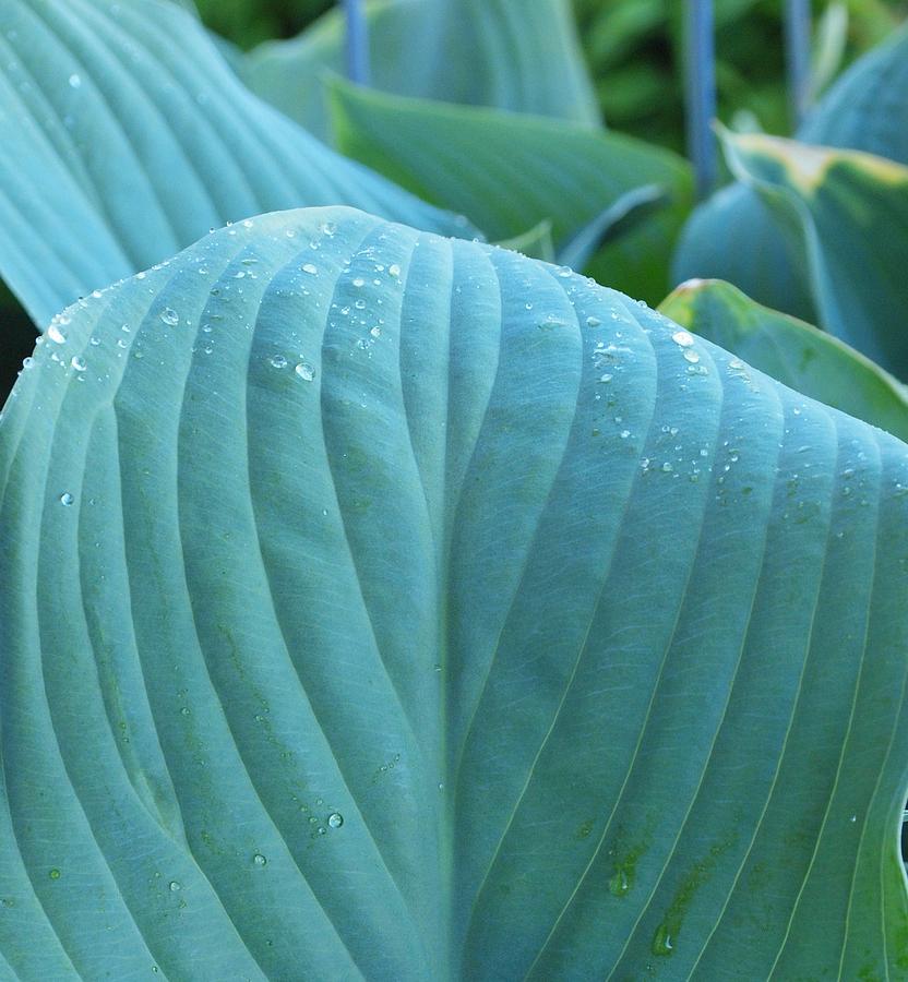 Hosta leaf Painting by Jim Moore - Fine Art America