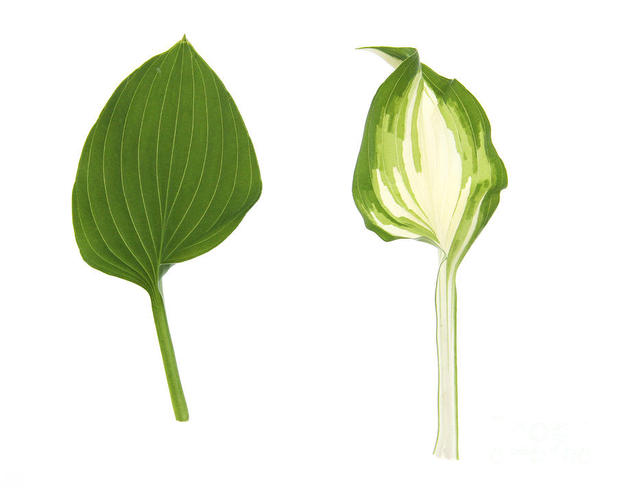 Hosta Leaves Photograph by Photo Researchers - Fine Art America