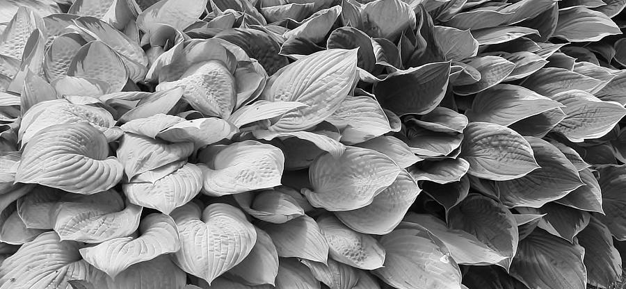 Hostas Photograph by Bruce Bley - Fine Art America