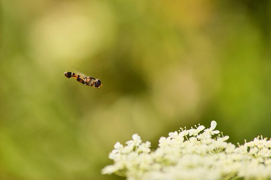 Hovering Over Photograph by JD Grimes - Fine Art America