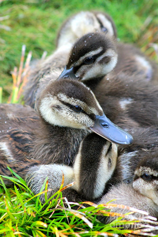 Huddle Photograph by Lori Leigh - Fine Art America