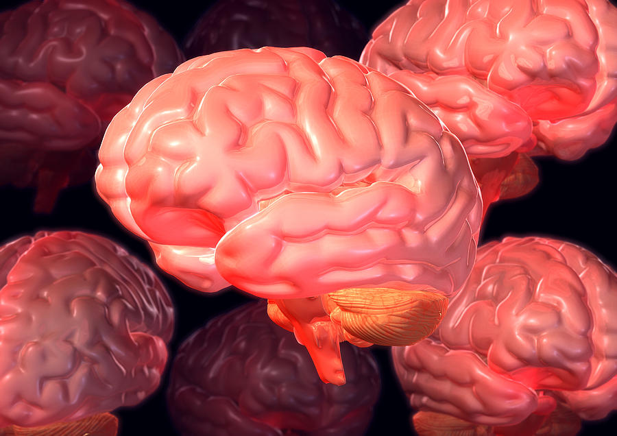 Human Brains, Computer Artwork by Science Photo Library