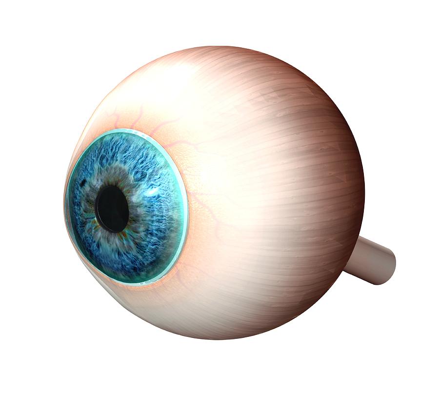 Human Eyeball, Artwork by Science Photo Library