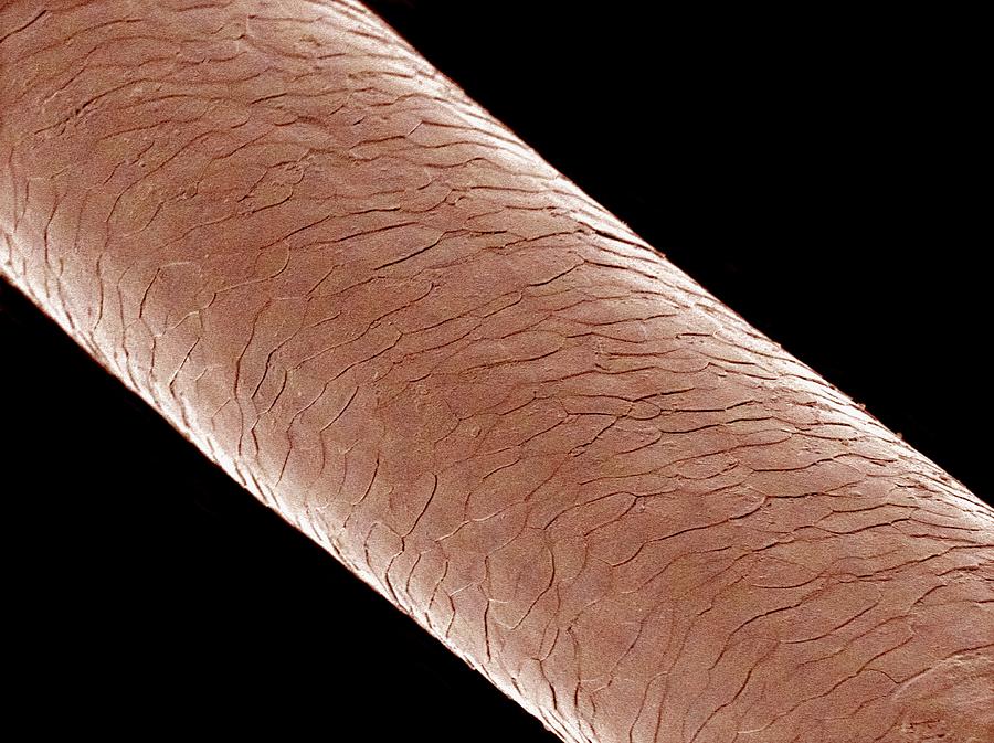 Human Hair, Sem Photograph by Susumu Nishinaga - Fine Art America Human Hair, Sem Photograph by Susumu Nishinaga - Fine Art America