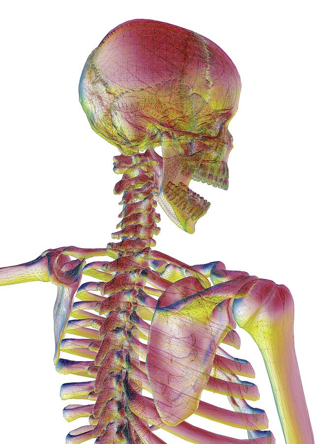 Human Skeleton, Computer Artwork Photograph by Pasieka - Pixels