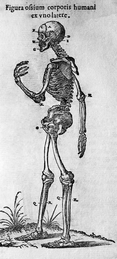 Human Skeleton, Lateral View Photograph by Science Photo Library ...