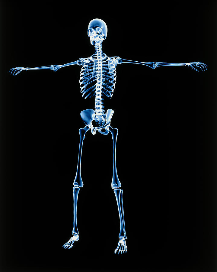 Human Skeleton Standing Photograph by Pasieka - Pixels