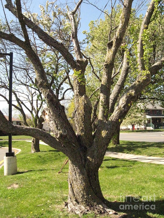 Humble tree Photograph by Sonali Gangane - Fine Art America