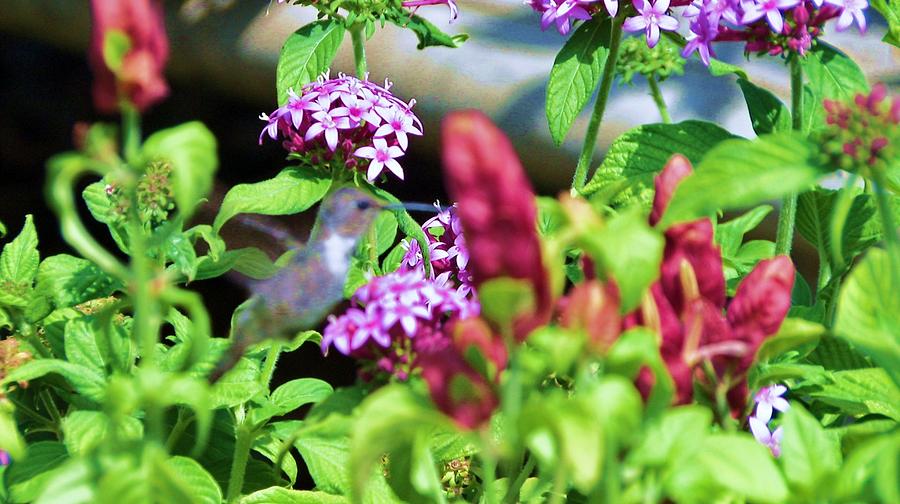 Humming Along Photograph by Kevin Moore - Fine Art America