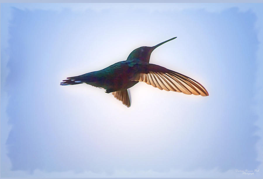 Hummingbird Soar Photograph by Darlene Bell - Fine Art America